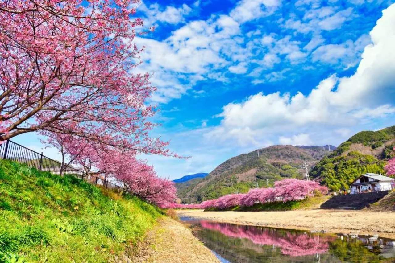 [Izu Cherry Blossom & Plum Blossom Day Trip] Kawazu Cherry Blossoms ...
